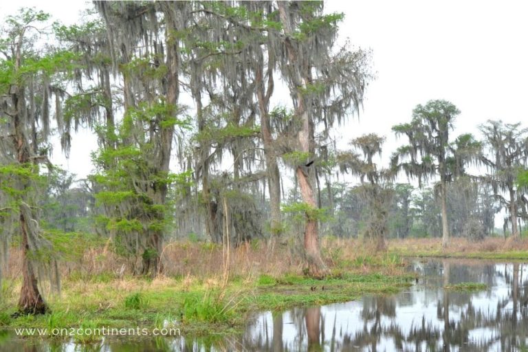 AIRBOAT TOUR OF THE LOUISIANA SWAMP - ON 2 CONTINENTS