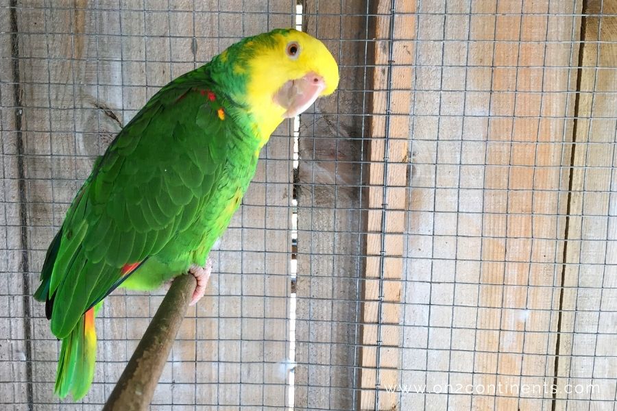 ONTARIO: DAY TRIP TO GREENVIEW AVIARIES PARK & ZOO - ON 2 CONTINENTS