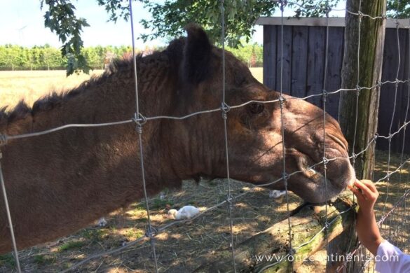 DAY TRIP TO GREENVIEW AVIARIES PARK & ZOO