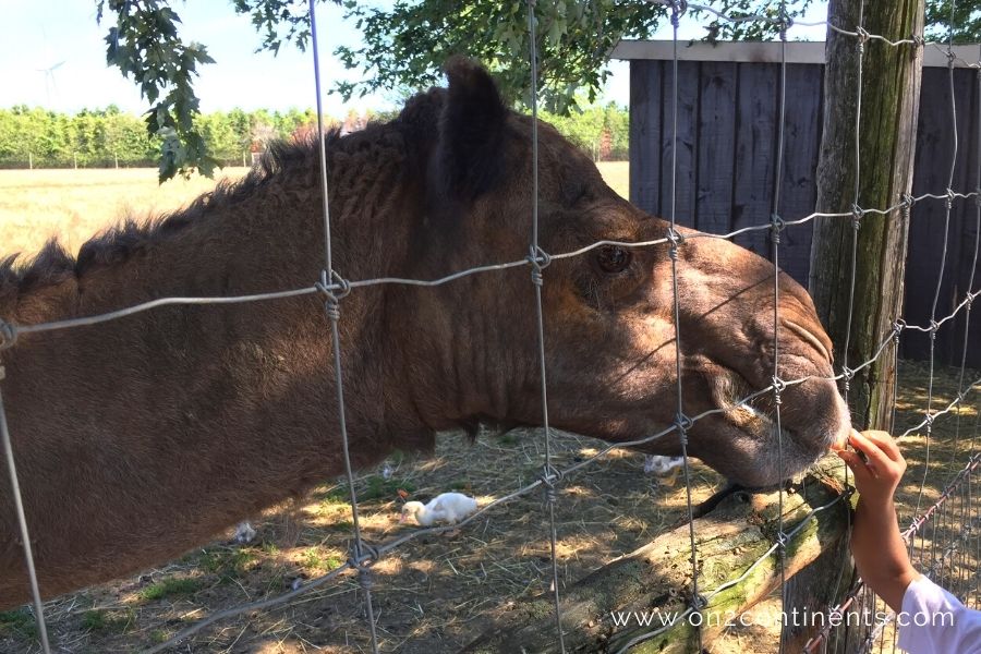 DAY TRIP TO GREENVIEW AVIARIES PARK & ZOO