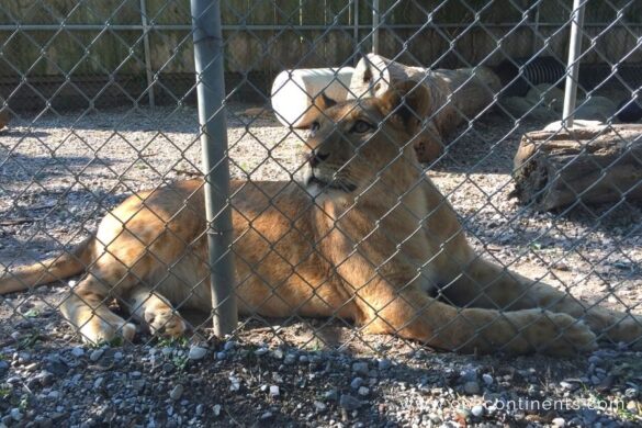 DAY TRIP TO GREENVIEW AVIARIES PARK & ZOO