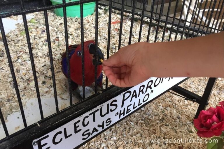 DAY TRIP TO GREENVIEW AVIARIES PARK & ZOO