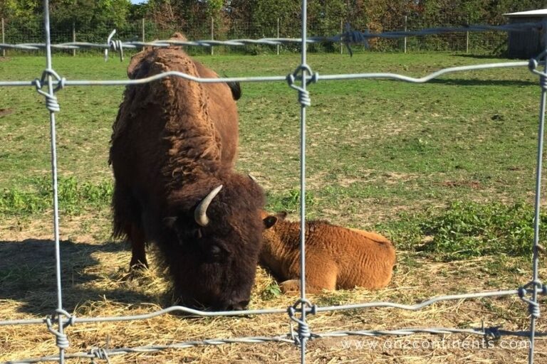 DAY TRIP TO GREENVIEW AVIARIES PARK & ZOO