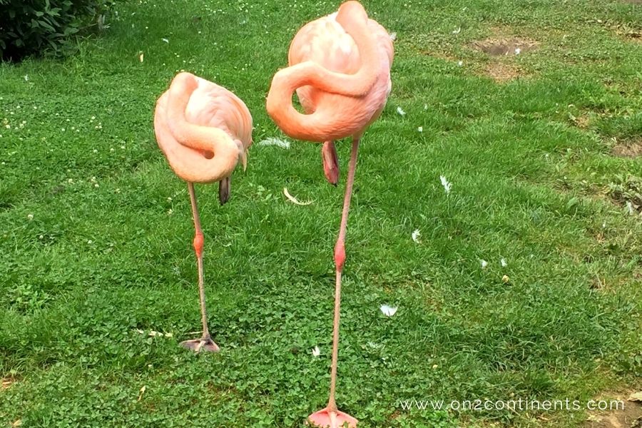 DAY TRIP TO GREENVIEW AVIARIES PARK & ZOO