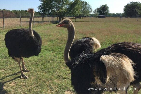 DAY TRIP TO GREENVIEW AVIARIES PARK & ZOO