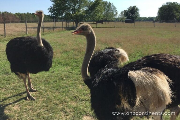 DAY TRIP TO GREENVIEW AVIARIES PARK & ZOO