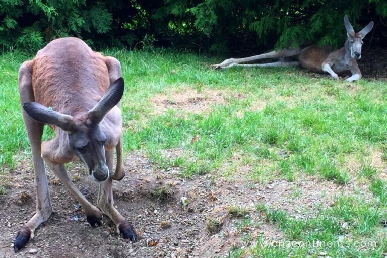 DAY TRIP TO GREENVIEW AVIARIES PARK & ZOO