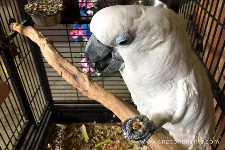 DAY TRIP TO GREENVIEW AVIARIES PARK & ZOO