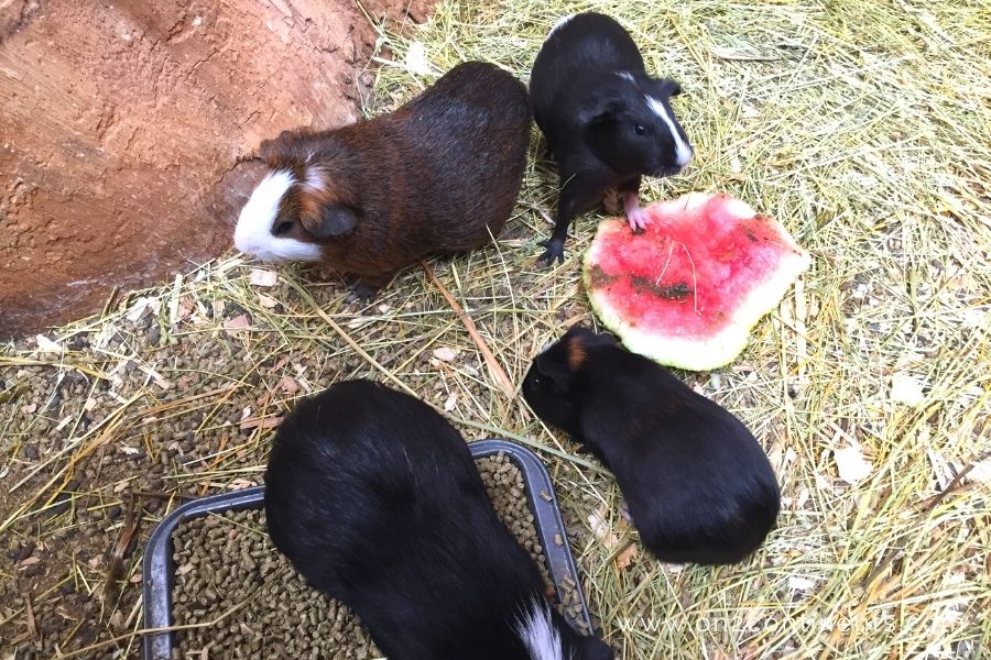 ONTARIO: DAY TRIP TO GREENVIEW AVIARIES PARK & ZOO - ON 2 CONTINENTS