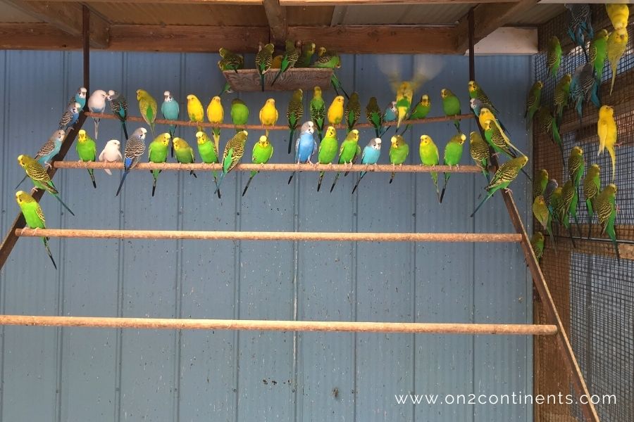 ONTARIO: DAY TRIP TO GREENVIEW AVIARIES PARK & ZOO - ON 2 CONTINENTS